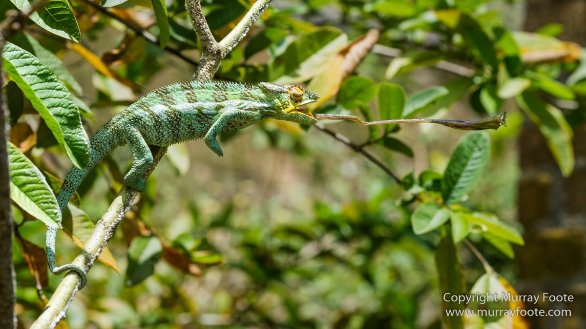 The Need for Speed | Murray Foote