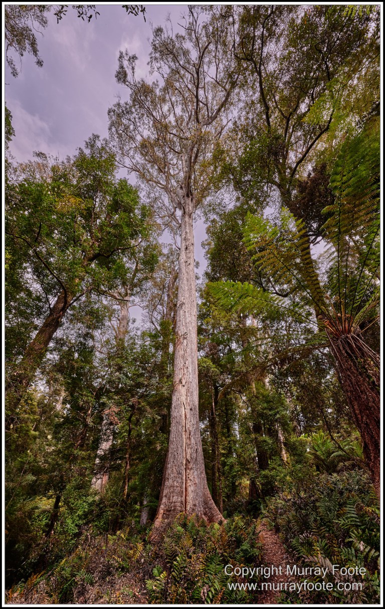 Murray Foote | Page 21