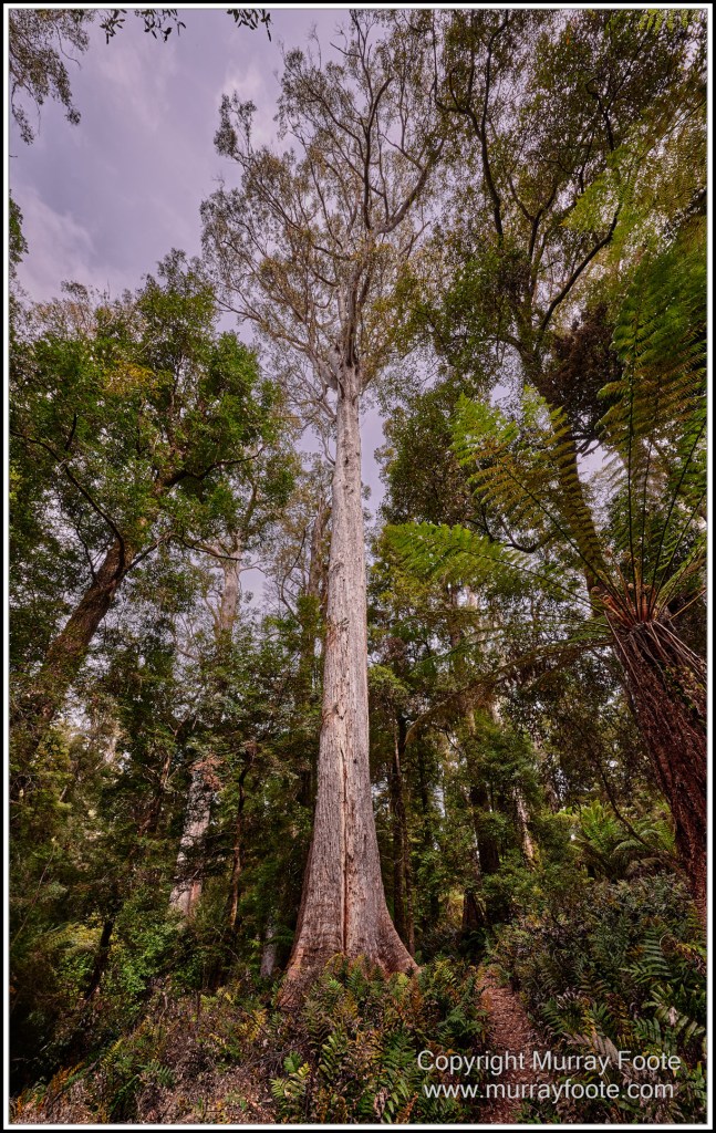 Murray Foote | Page 21