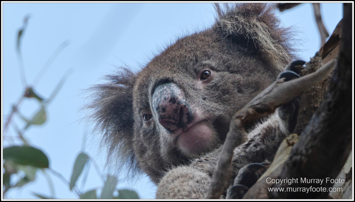 Koala Walk | Murray Foote