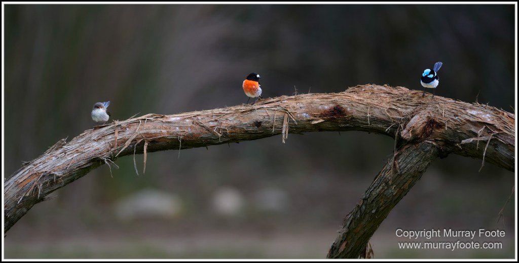 Murray Foote | Page 20