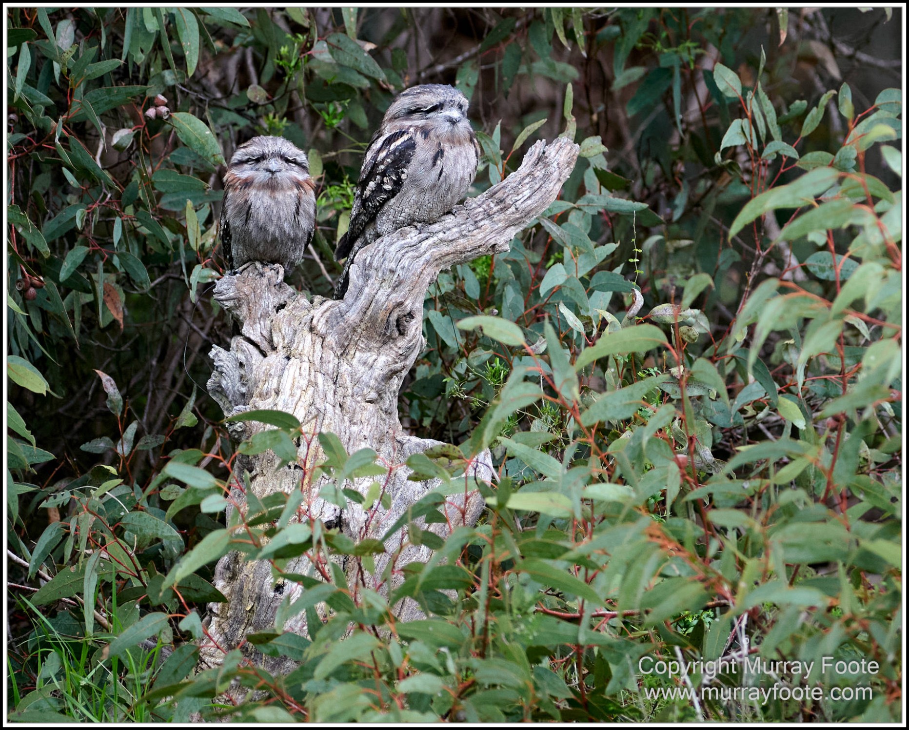 Murray Foote | Page 20