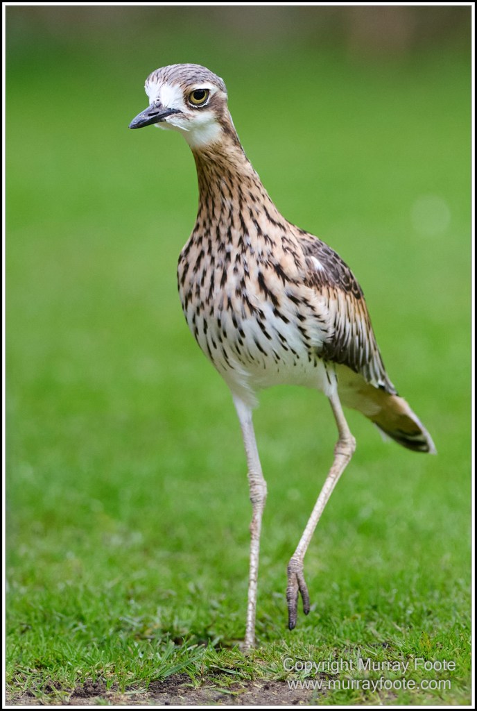 Murray Foote | Page 20