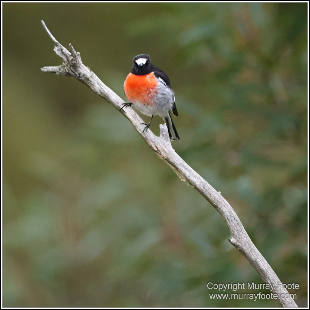 Murray Foote | Page 20