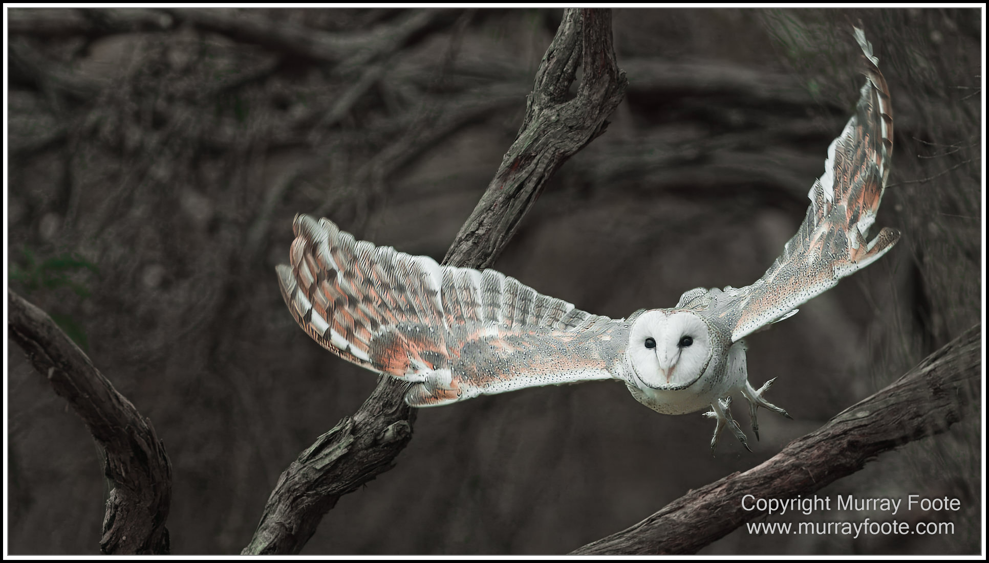 Easter Island Wrapup and Contents | Murray Foote