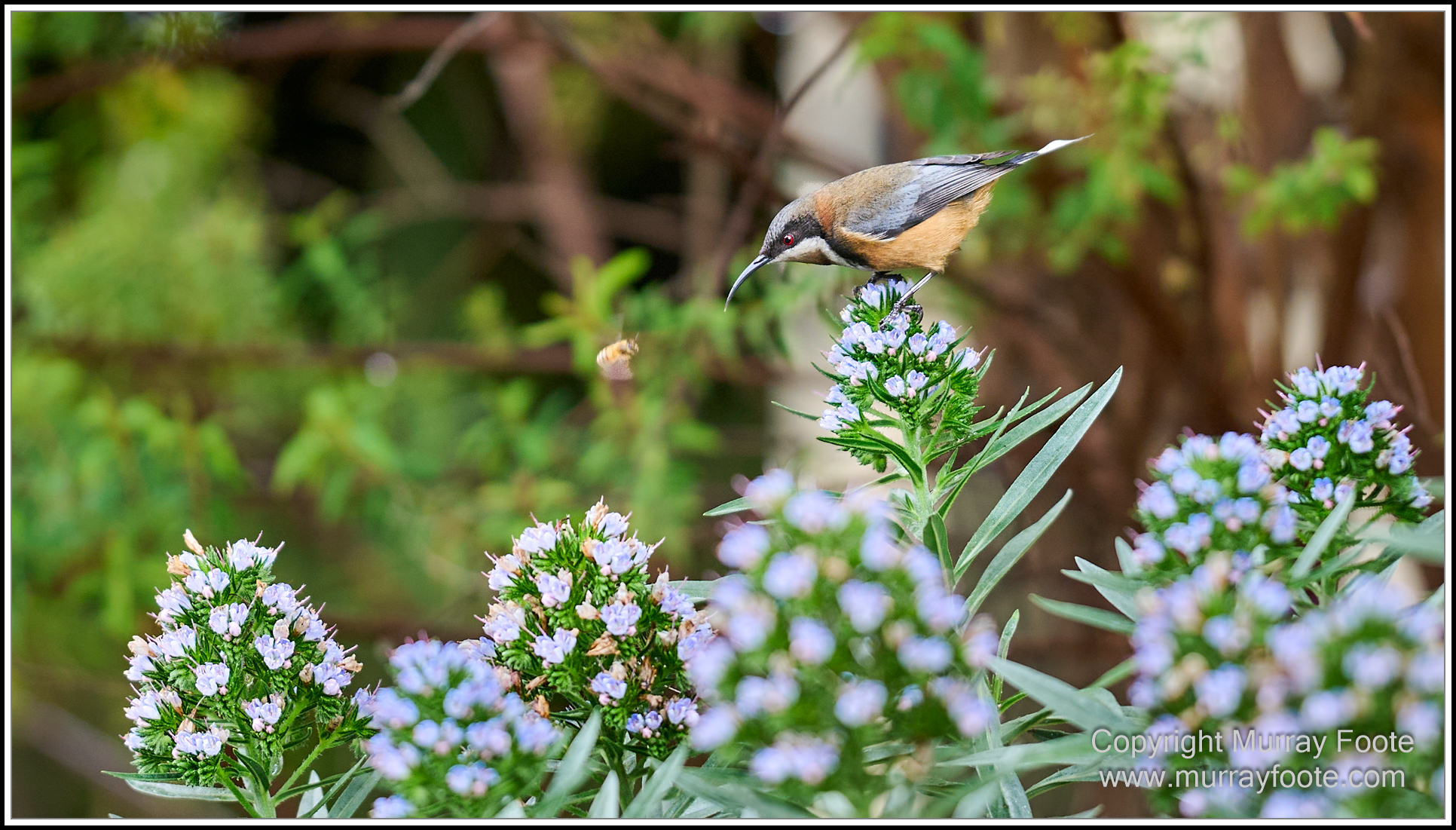 Skara Brae | Murray Foote